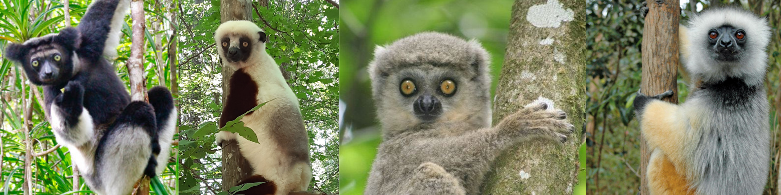 08-21 All in the Family: Learning Lemur Classifications - Duke Lemur Center