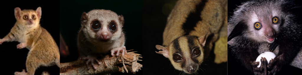 Things that Go BOING in the Night - Duke Lemur Center