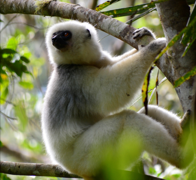 01-22 Saving the Silky Sifaka - Duke Lemur Center