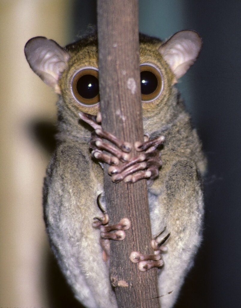 Tarsiers - Duke Lemur Center