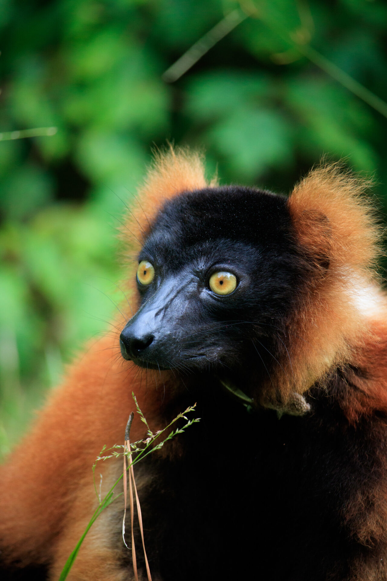 A Summer of Photography, Writing, and Lemurs! - Duke Lemur Center
