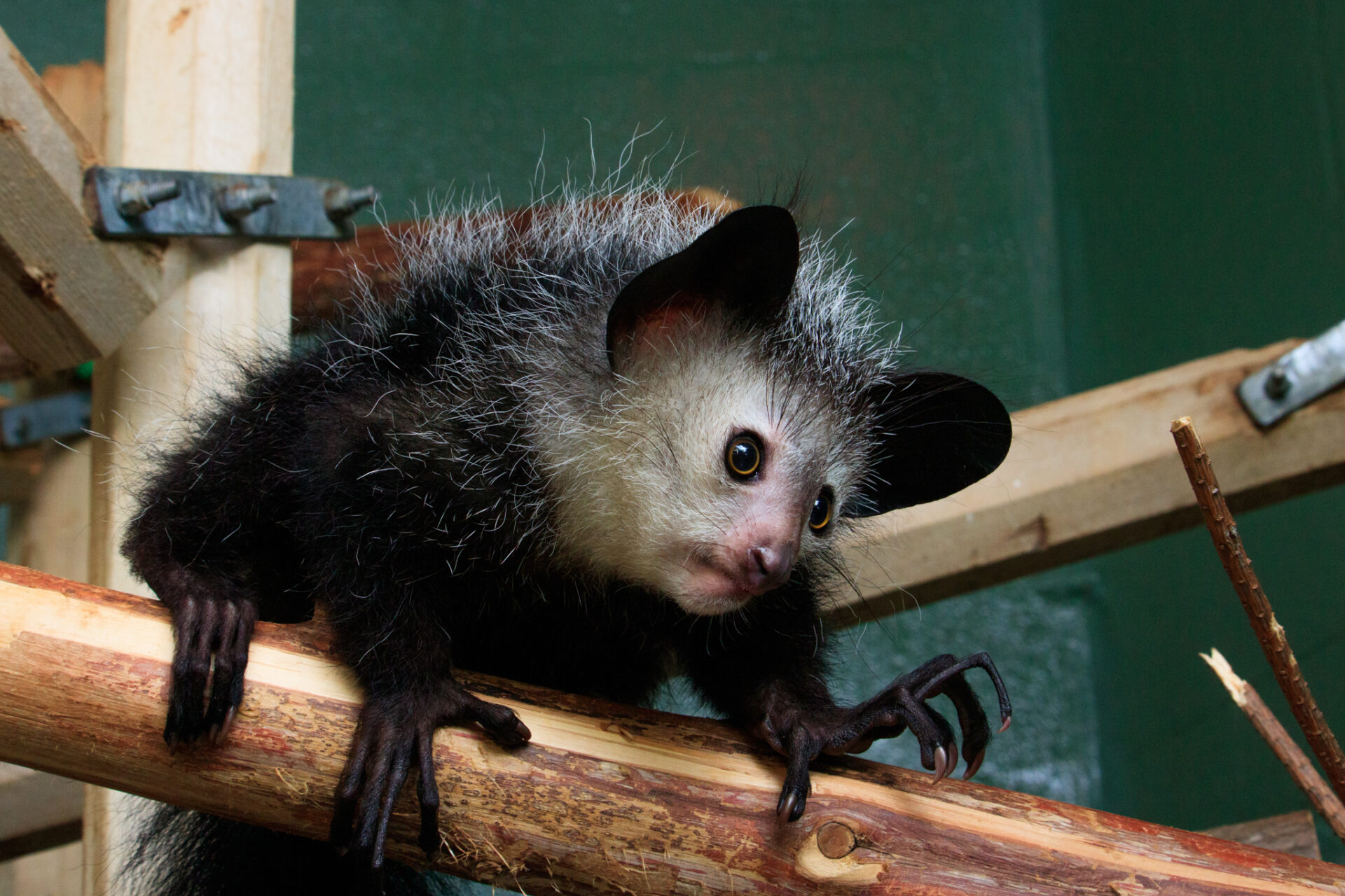 A Summer of Photography, Writing, and Lemurs! - Duke Lemur Center