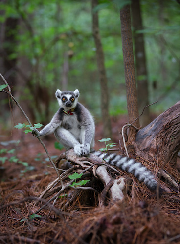 What Does It Mean to Be a Primate? - Duke Lemur Center