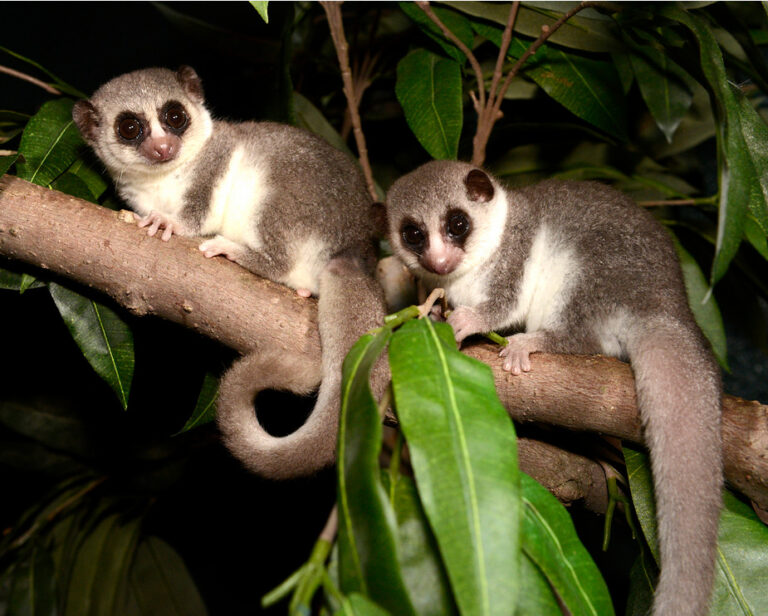 All in the Family: Learning Lemur Classifications - Duke Lemur Center