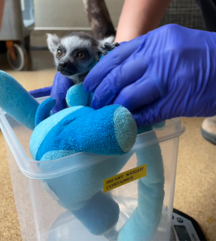 INFANT ANNOUNCEMENT: Meet Baby Sherlock! - Duke Lemur Center