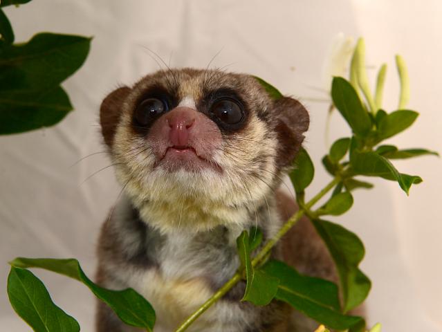 INFANT ANNOUNCEMENT: Meet Tot’s Twins! - Duke Lemur Center