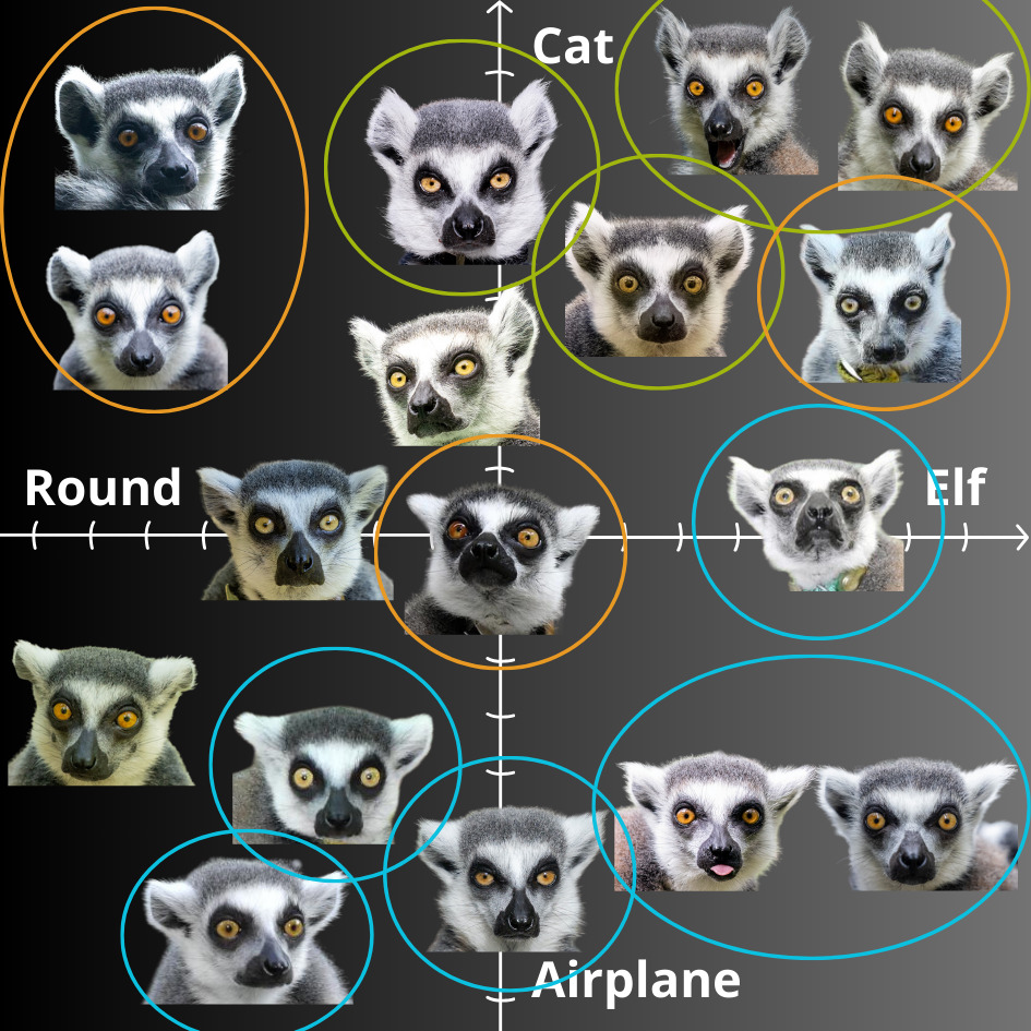 [JUST FOR FUN] The Diversity of Ring-Tailed Lemur Ears - Duke Lemur Center