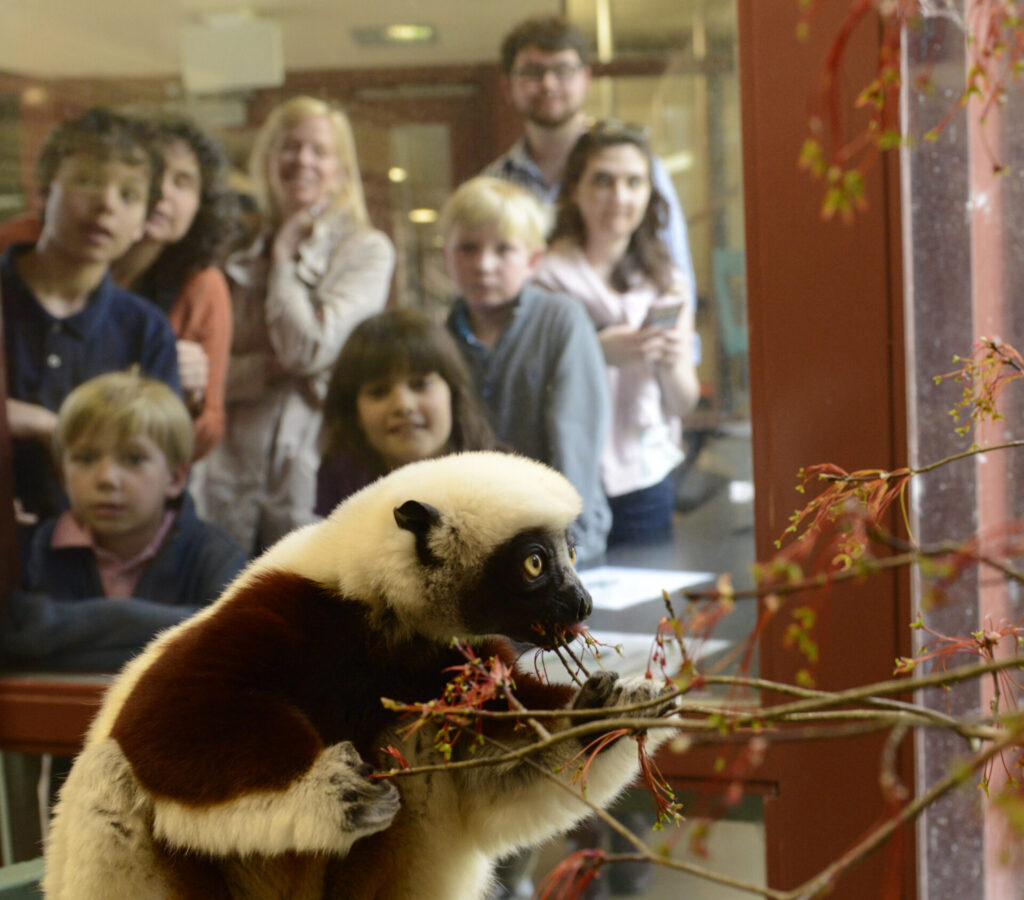 Wild Workshops - Duke Lemur Center