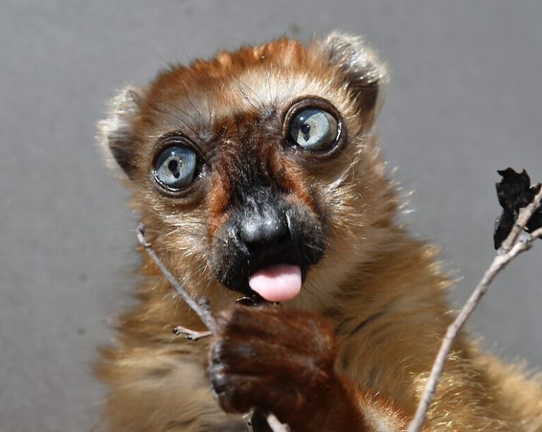 [JUST FOR FUN] Announcing the 2023 Lemur of the Year: Kidman! - Duke ...