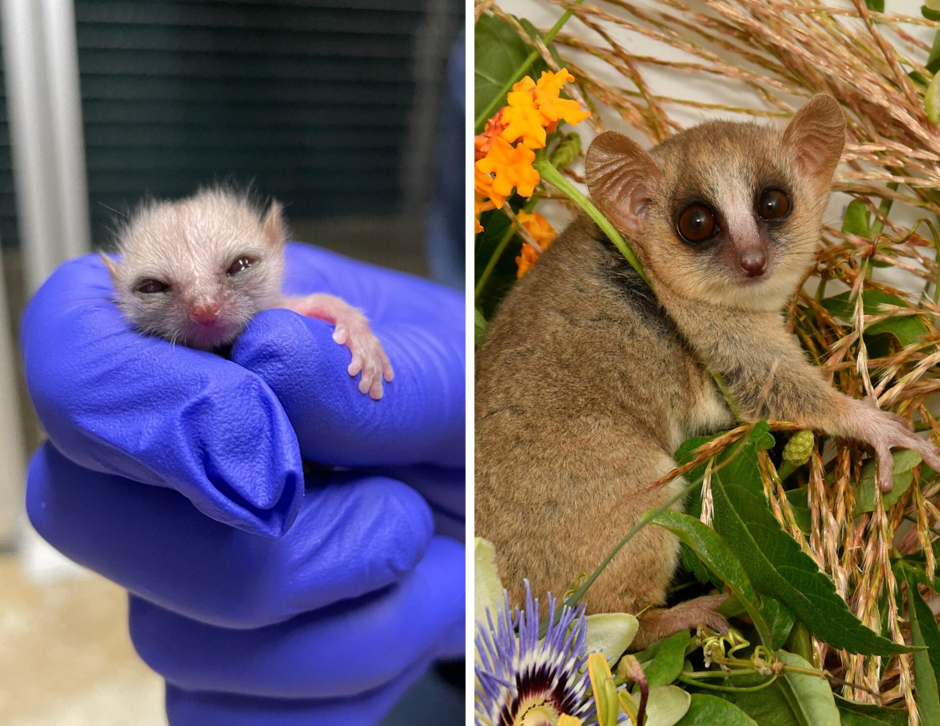 INFANT ANNOUNCEMENT: Twins, Twins, Twins! - Duke Lemur Center