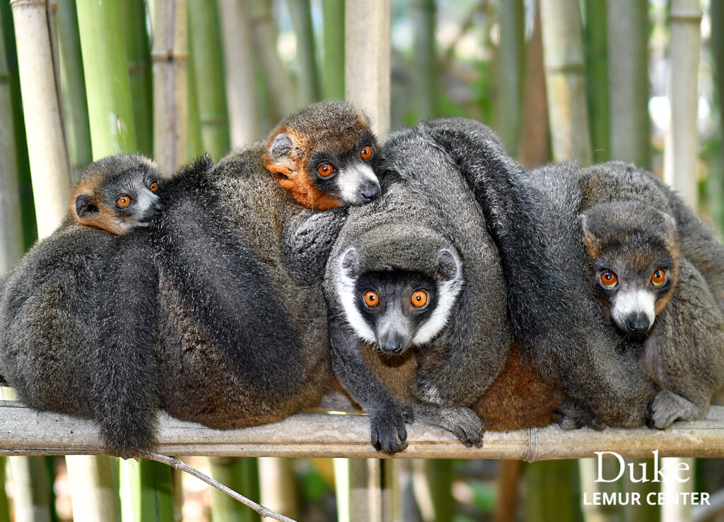 Mongoose Lemur - Duke Lemur Center