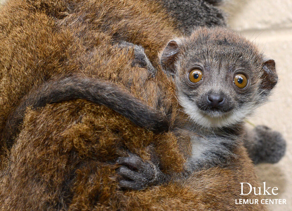 Mongoose Lemur - Duke Lemur Center