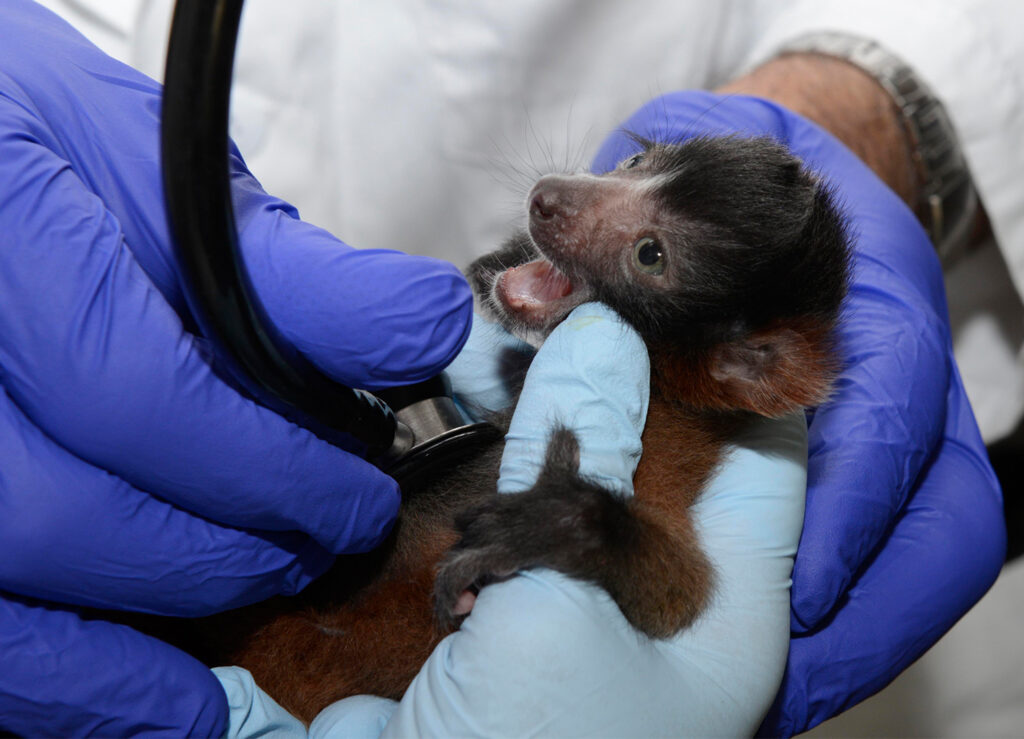 Animal Wellbeing - Duke Lemur Center
