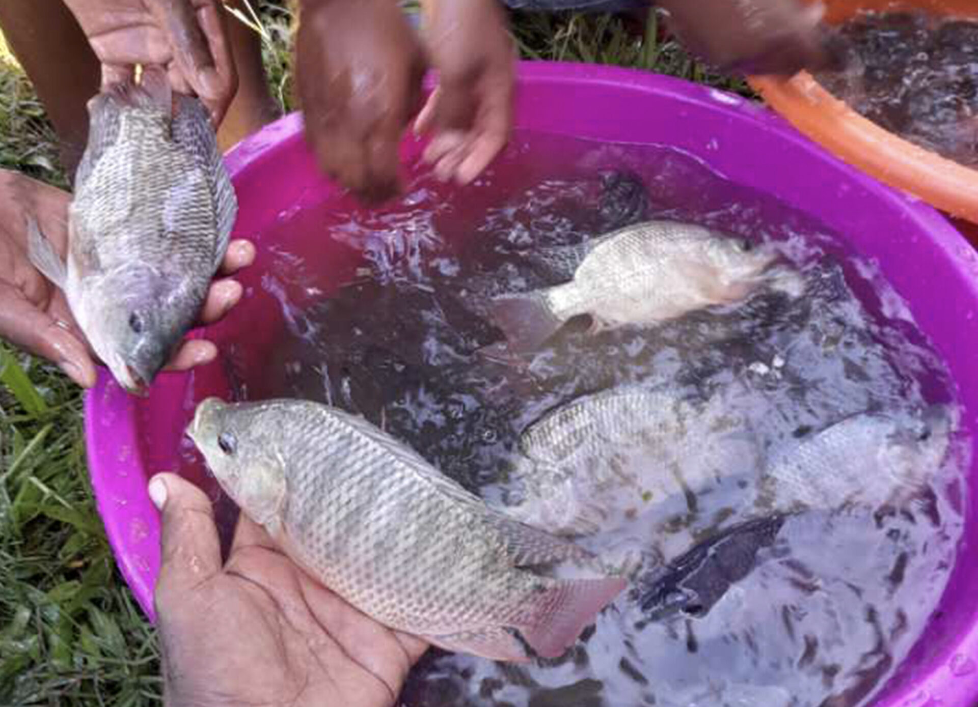 Grassroots Projects - Duke Lemur Center