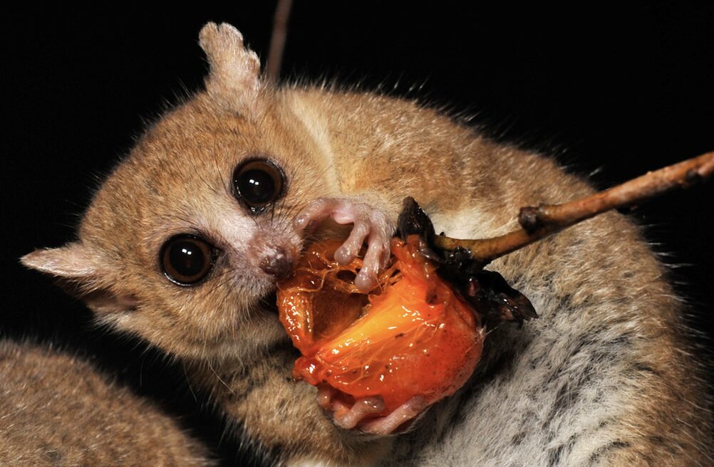 Creating a “Food Forest” for Lemurs - Duke Lemur Center