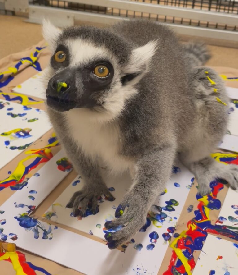 Remembering Aristides - Duke Lemur Center