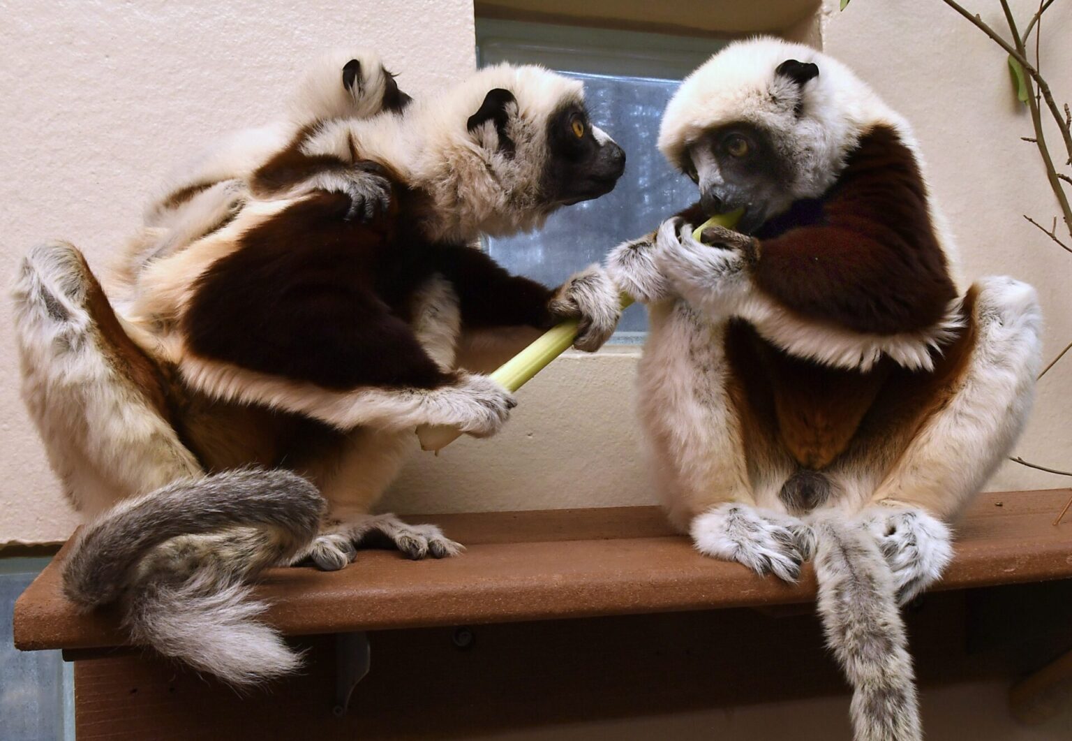 INFANT ANNOUNCEMENT: Meet Zoboomafoo’s Newest Great-Grandson! - Duke ...