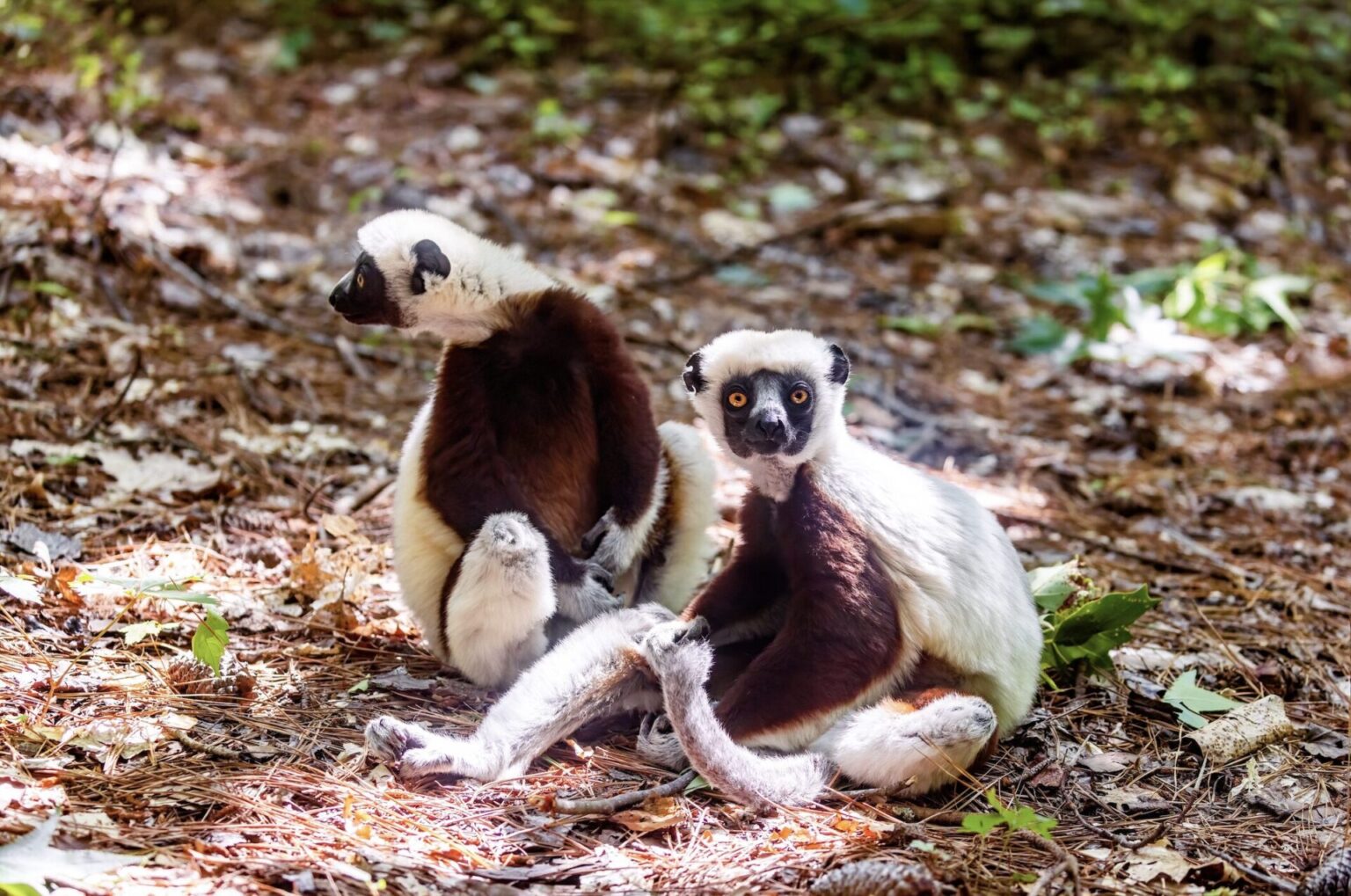 In Memoriam: Coquerel’s Sifaka Rupert - Duke Lemur Center